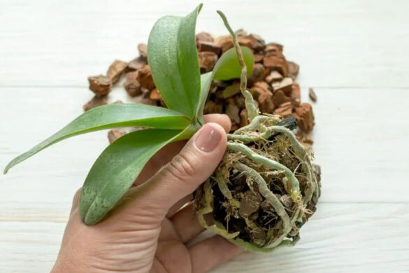 How to Propagate Orchid from Leaf - Sowsworld.com