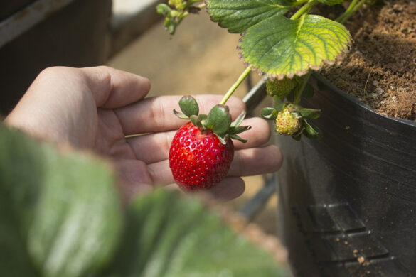 How to Grow Strawberries in Pots - Easy Step-by-Step Guide - Sowsworld.com